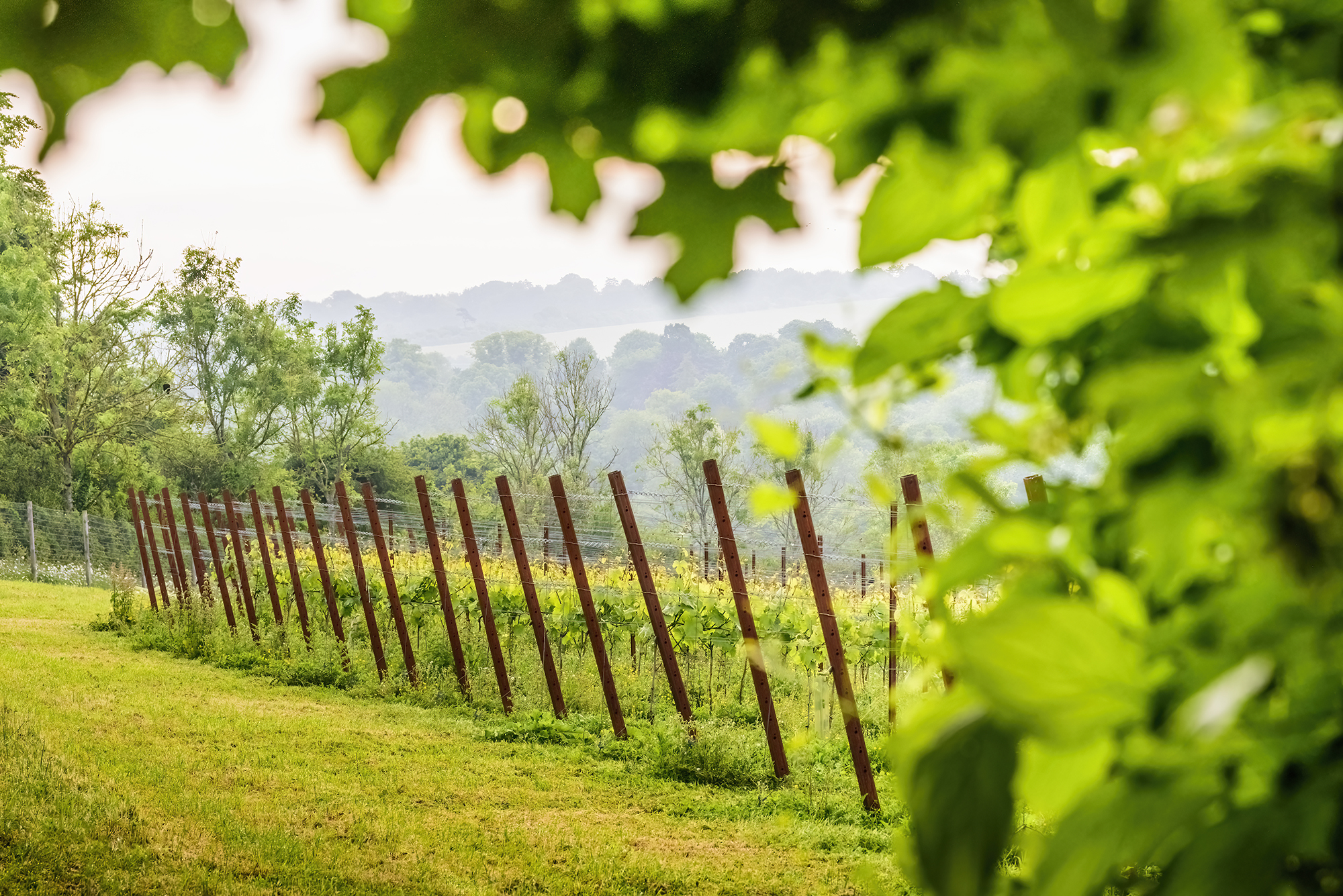 Vineyard | Carvers Hill Estate